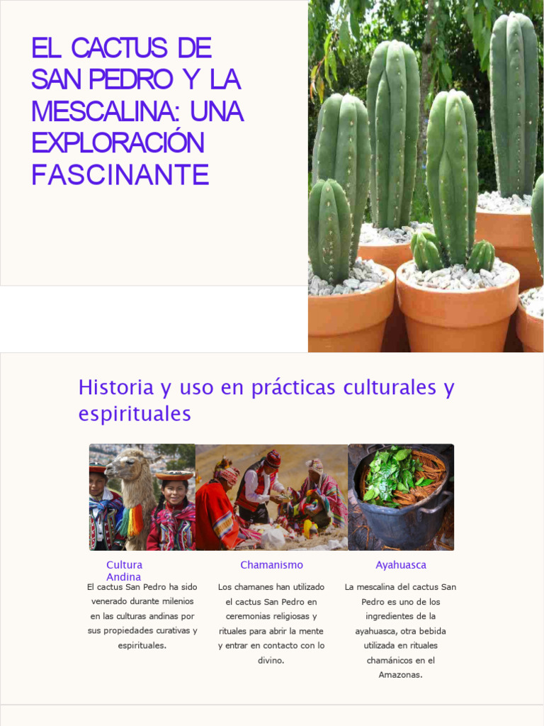Cactus San Pedro y Mescalina: Usos y Efectos | PDF | Ayahuasca | Drogas ...