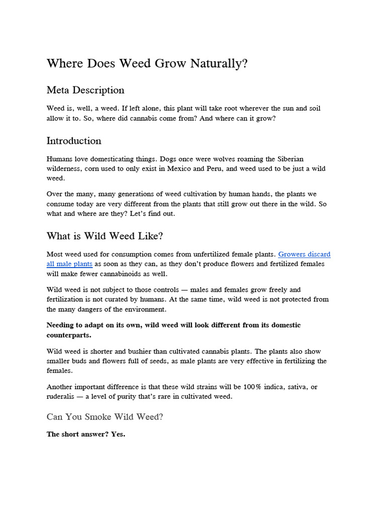 Where Does Weed Grow Naturally | PDF | Cannabis | Hemp