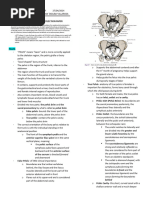 Anatomy of the Pelvis Explained | PDF | Pelvis | Vertebra
