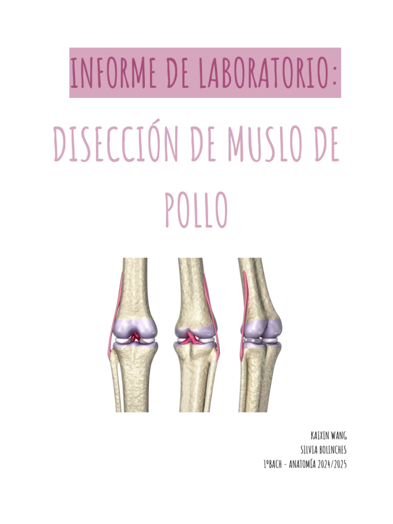 Disección del Muslo de Pollo: Anatomía y Función | PDF | Articulación ...