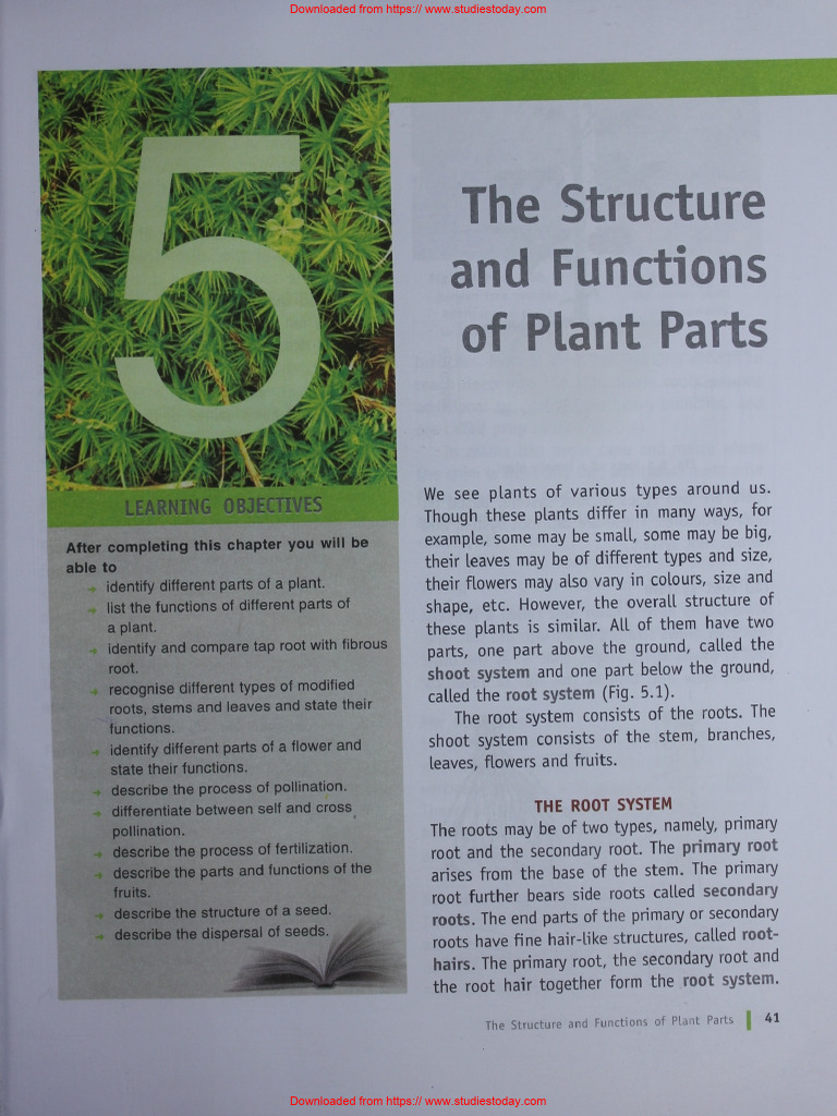 ICSE Class 6 Biology Chapter 5 The Structure and Functions of Plant ...