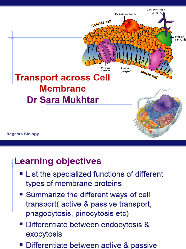 Transport Across Cell Membrane | PDF | Cell Membrane | Cell Signaling