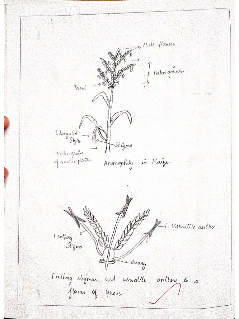 Biology - Exp 5 - Study of Adaptations of Flowers For Pollination | PDF