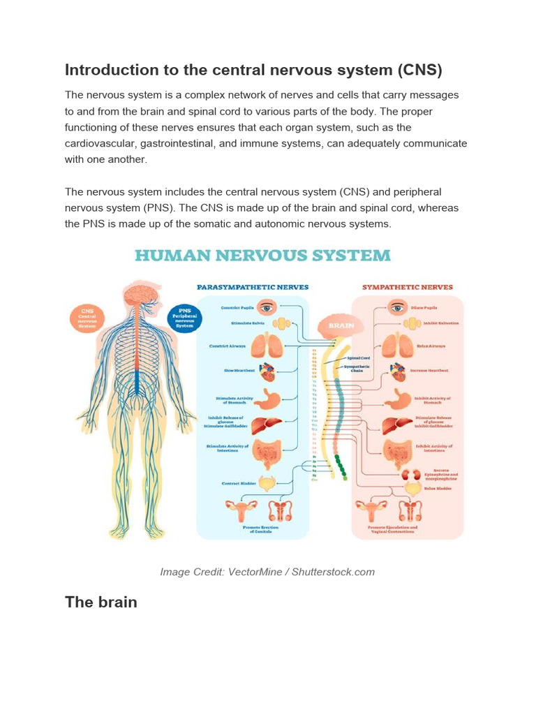 The Nervous System | PDF | Central Nervous System | Axon