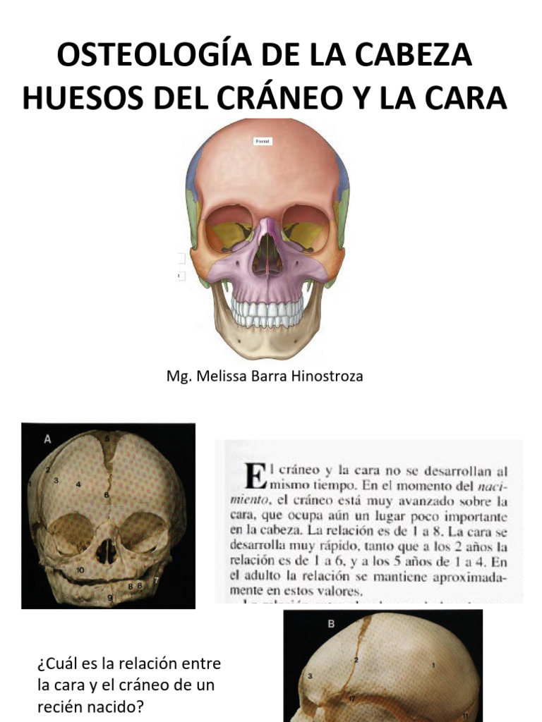 Enao Cabeza Osea | PDF | Anatomía humana | Sistema esquelético