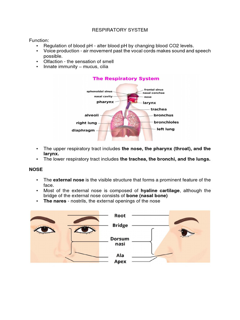 Respiratory System Study Guide | PDF | Lung | Respiratory Tract