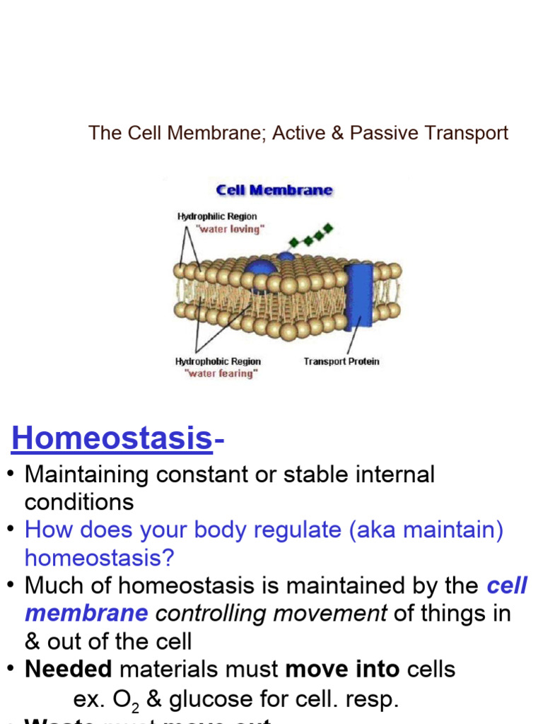 CH 7-3 Membrane Transport 2018 | PDF | Cell Membrane | Osmosis