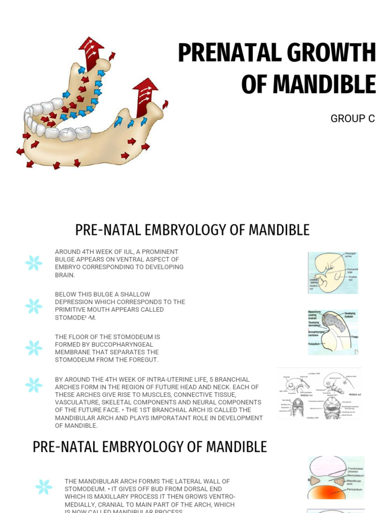 Prenatal growth of mandible (2) | PDF | Anatomy | Musculoskeletal System