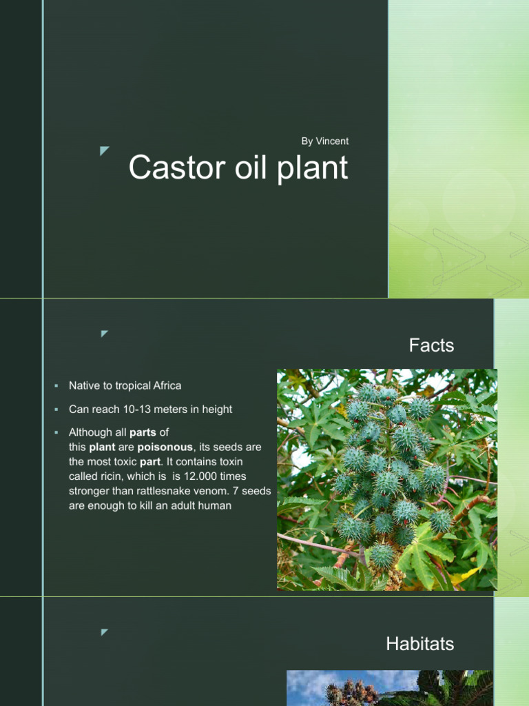 Castor Oil Plant | PDF