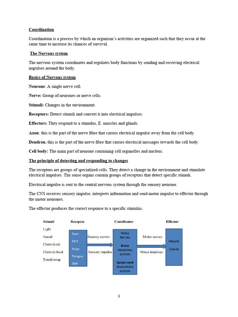 Coordination and Response | PDF | Neuron | Nervous System