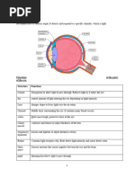 Grade 12 Life Science The Eye | PDF | Eye | Myopia