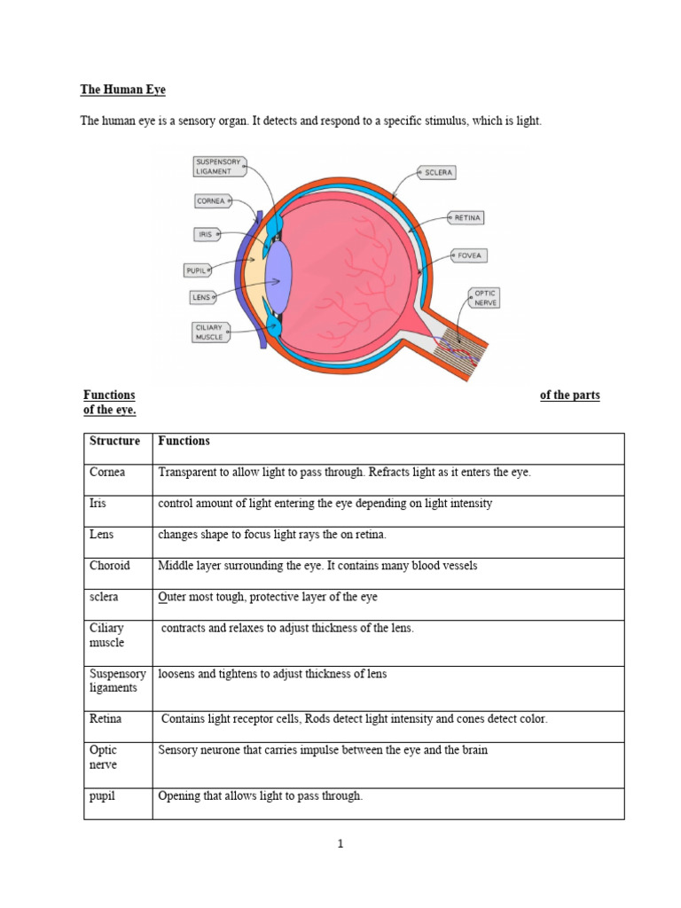 8. THE HUMAN EYE | PDF | Eye | Myopia