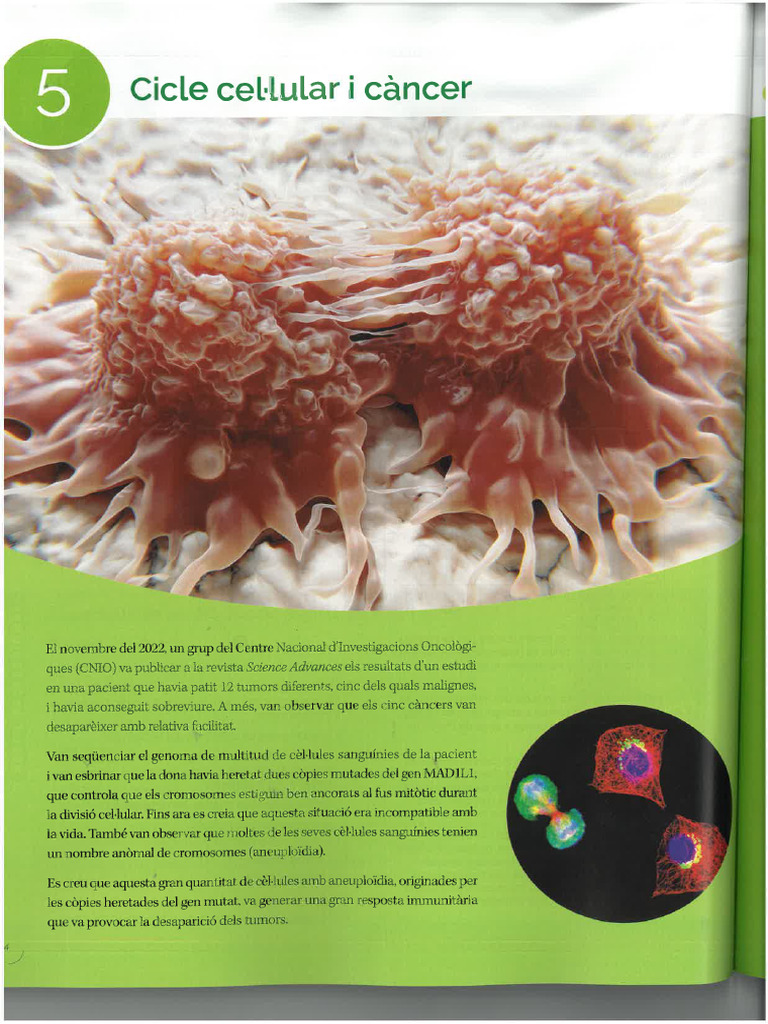 Tema - Cicle Cel Lular I Càncer | PDF