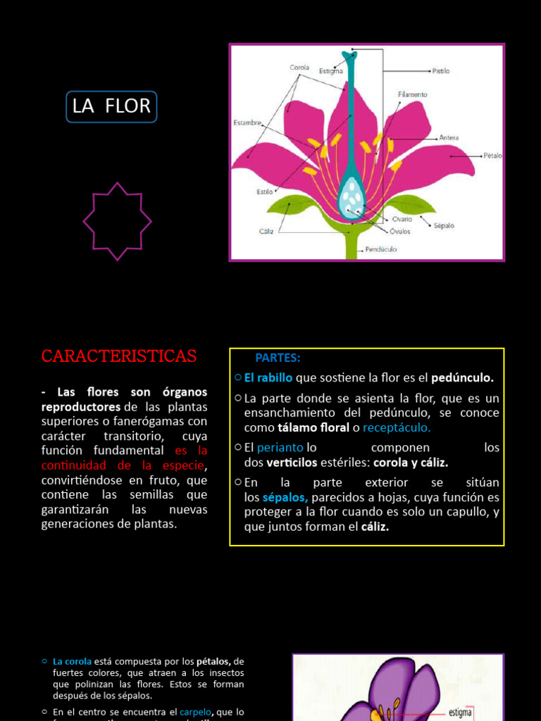 Partes y funciones de la flor | PDF | Flores | Plantas