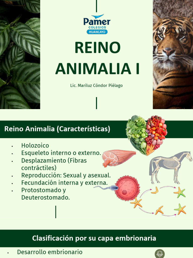 Reino Animal | PDF | Animal Taxa | Zoología