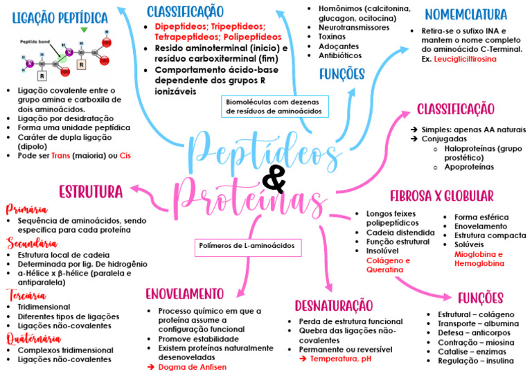 Mapa Mental - Peptideos e Proteinas | PDF | Proteínas | Peptídeos