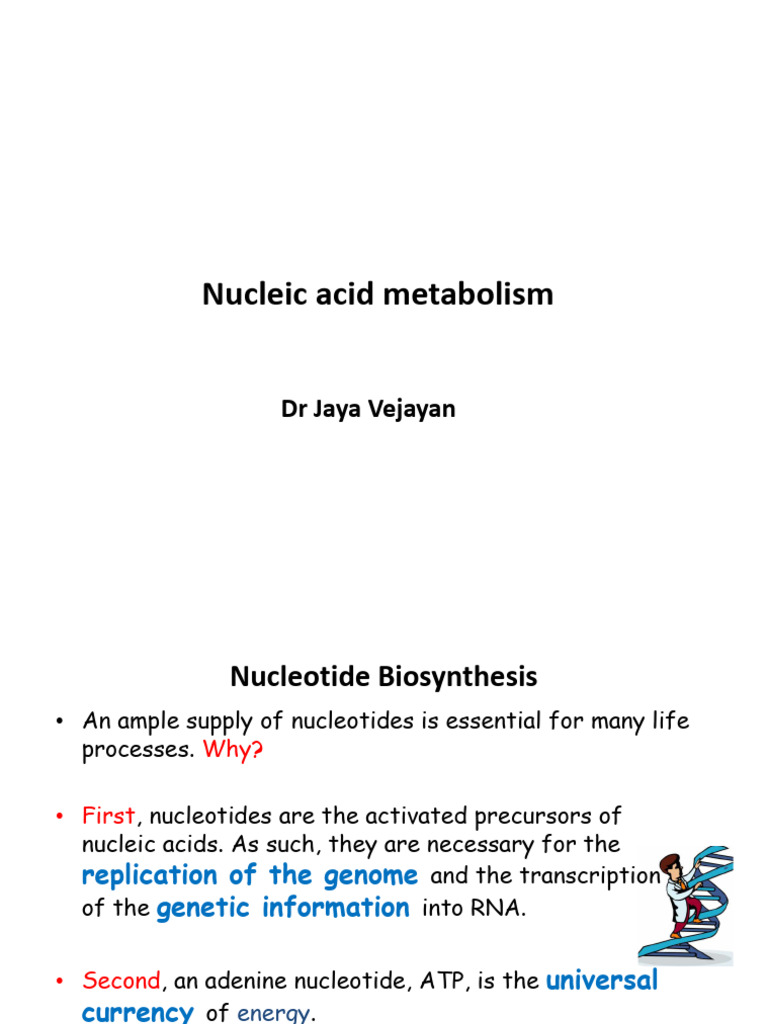 Microsoft PowerPoint - Nucleic Acid Metabolism | PDF | Nucleotides ...
