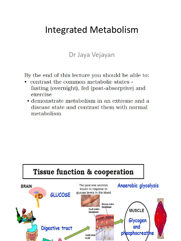 Microsoft PowerPoint - Integrated Metabolism - Use This | PDF | Insulin ...