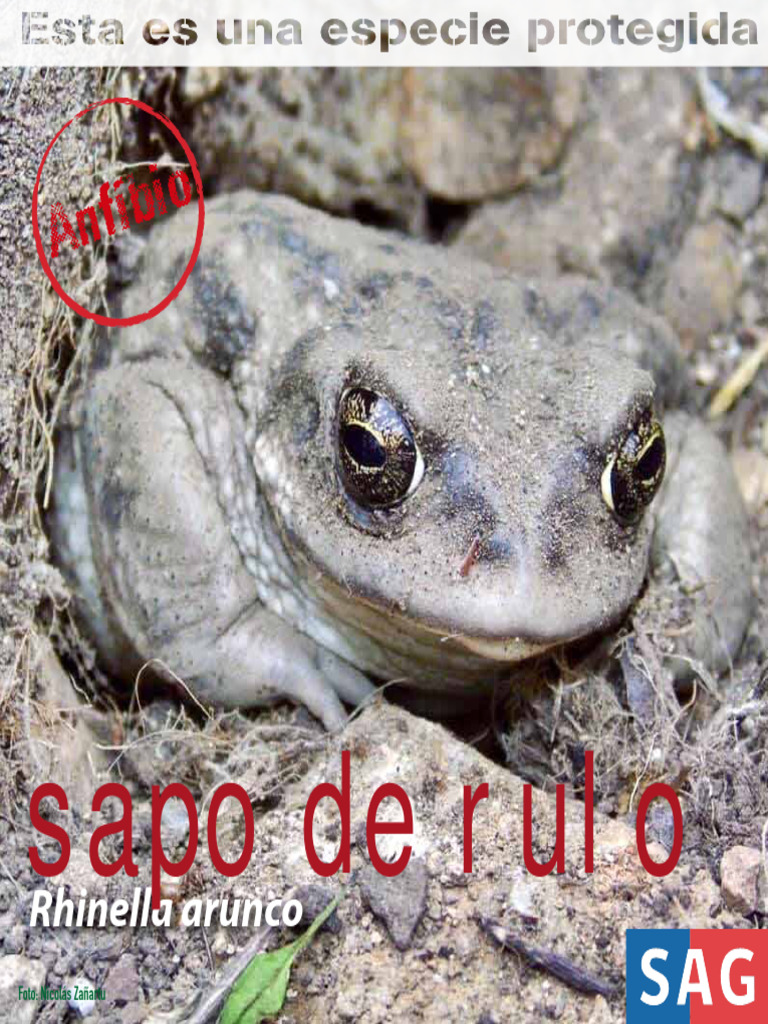 sapo de rulo | PDF