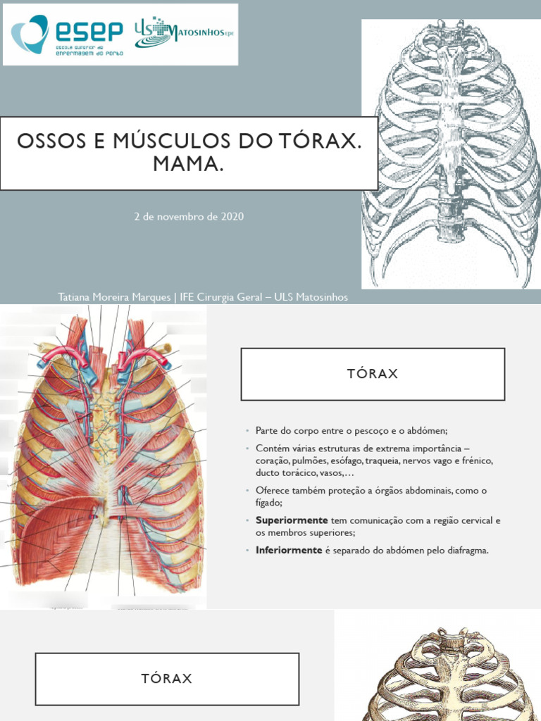 Anatomia dos Ossos e Músculos do Tórax | PDF | Seio | Sistema Locomotor