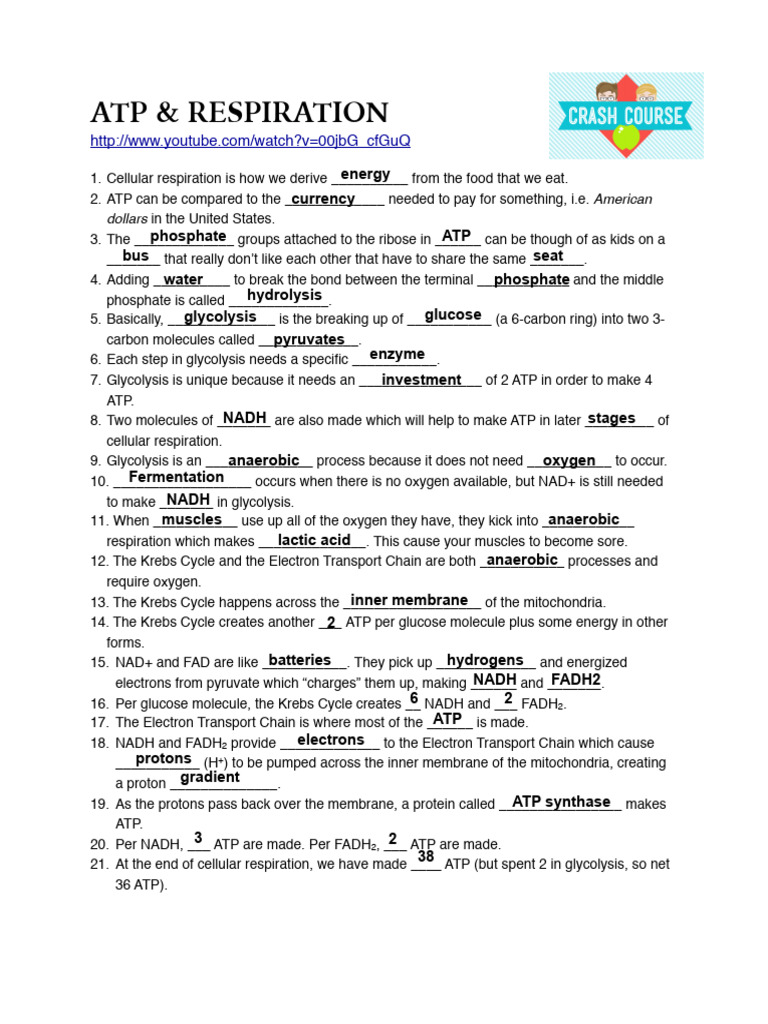 Cellular Respiration and ATP Production | PDF | Cellular Respiration ...