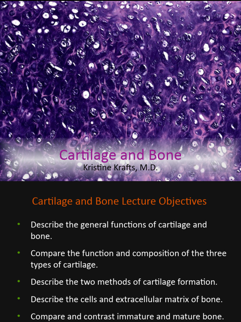 07 Cartilage and Bone 2022 | PDF | Bone | Cartilage