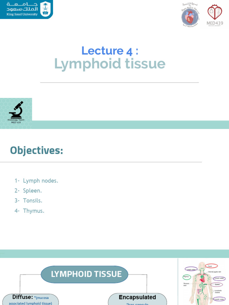 4.lymphoid Tissue | PDF | Lymph Node | Lymphatic System