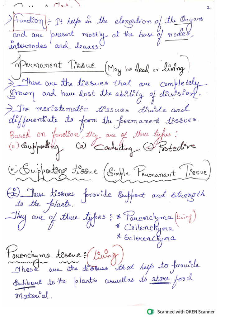 Tissues Class 9 | PDF