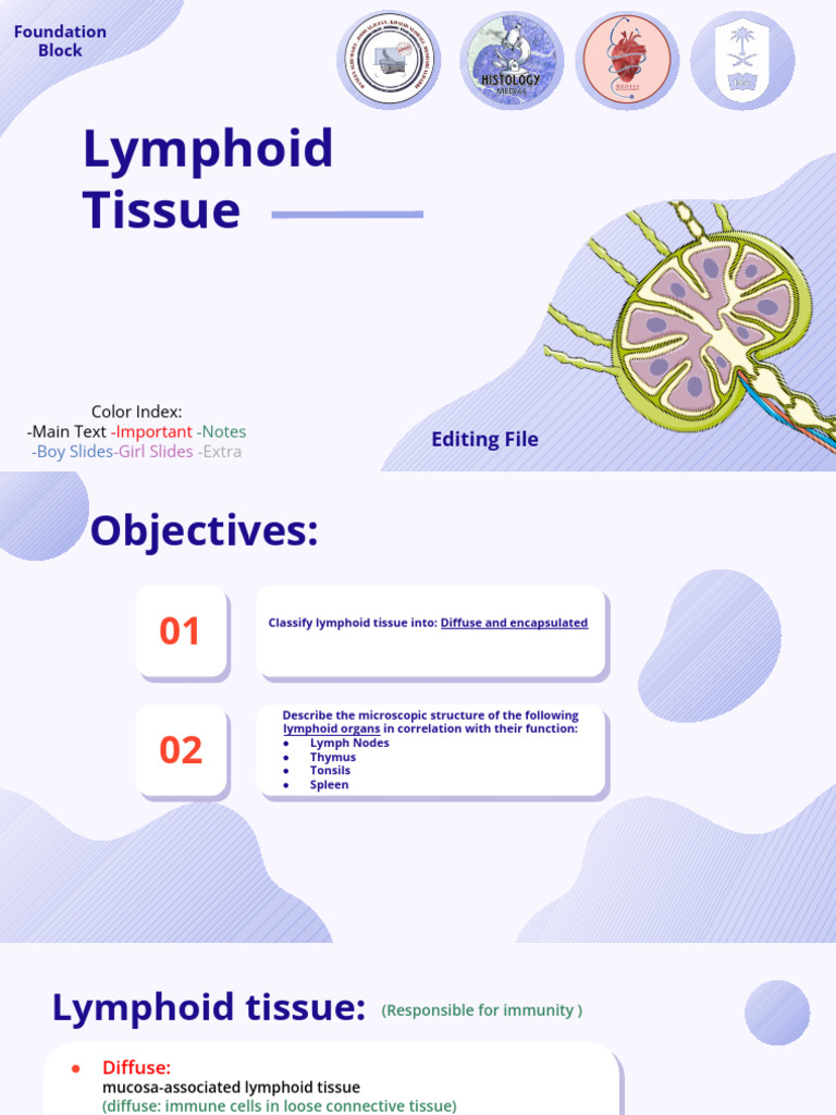 L4) Lymphoid Tissue | PDF | Lymph Node | Lymphatic System