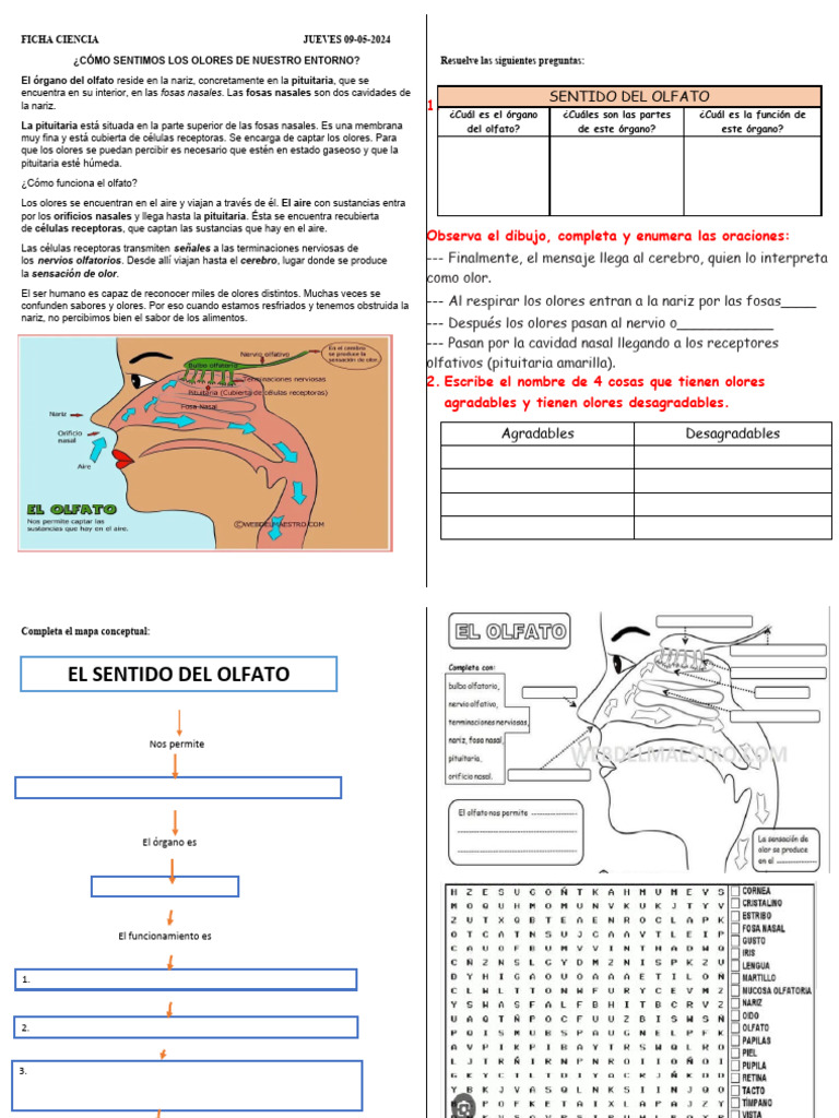 Ciencia Ficha El Sentido Del Olfato | PDF | Otorrinolaringología ...