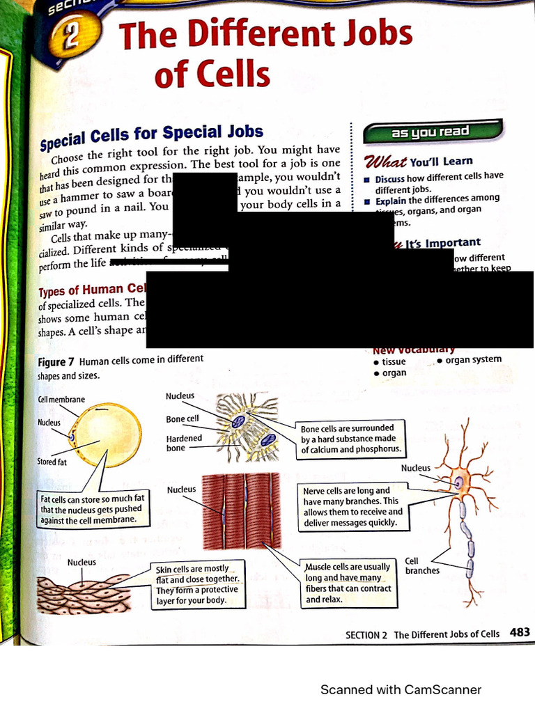 NOLAN HOFFMAN - Different Cells | PDF