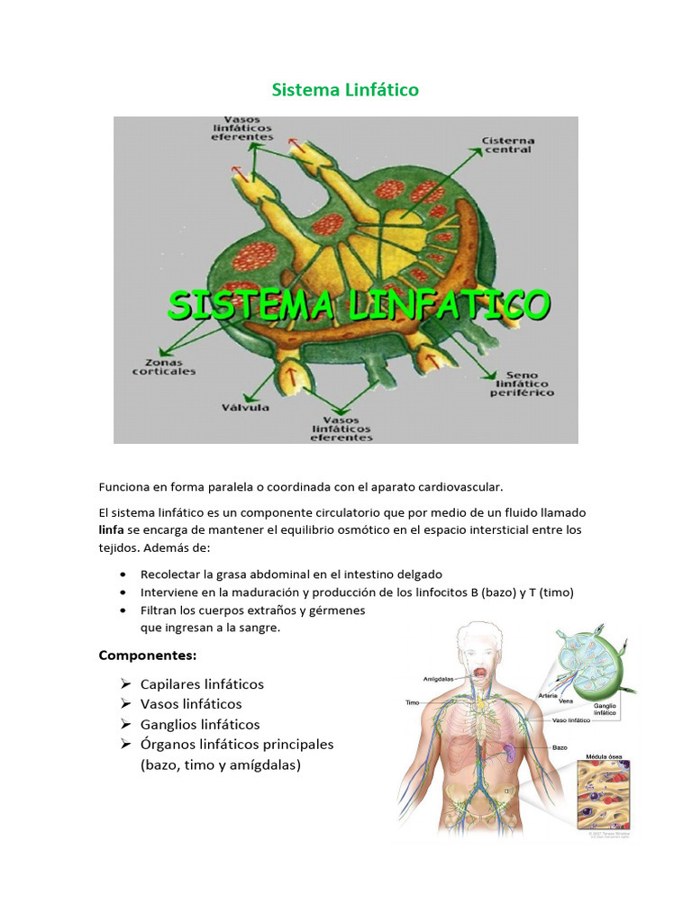 Sistema Linfático | PDF | Sistema linfático | Capilar