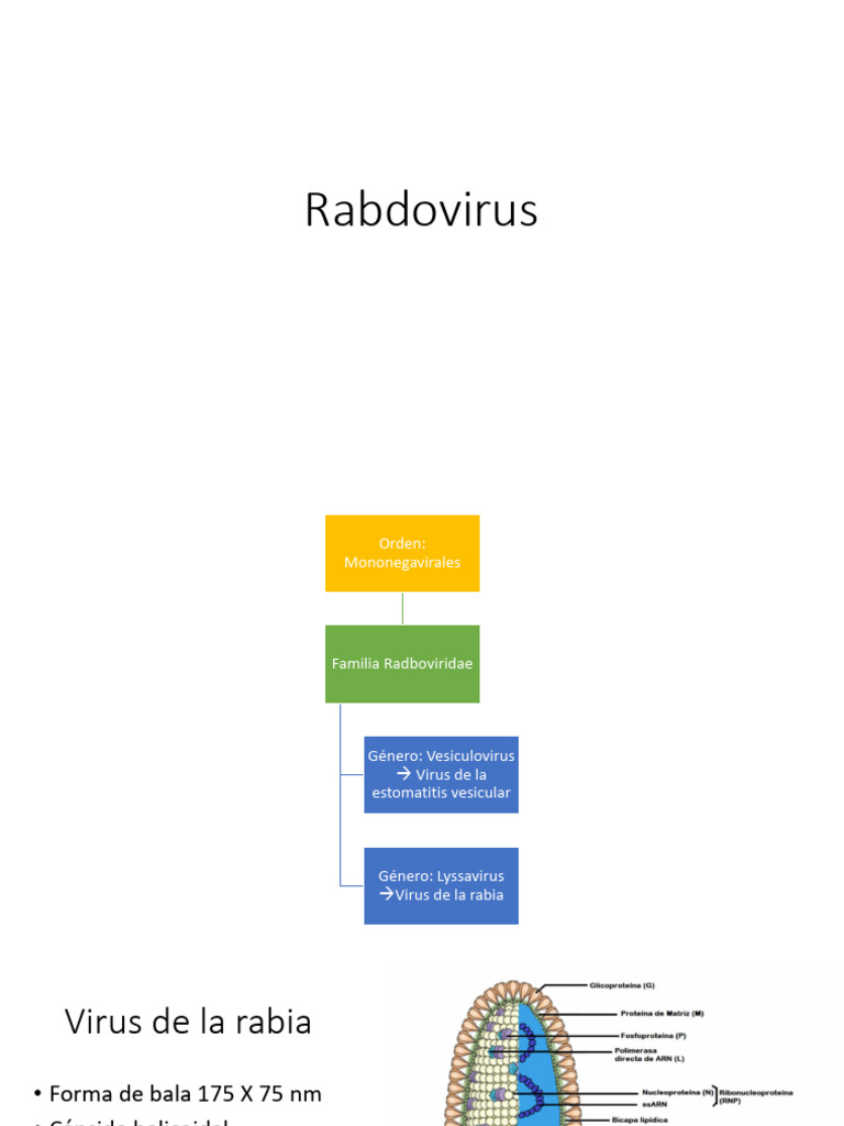 Rhabdo Viri Dae | PDF | Rabia | Medicina CLINICA