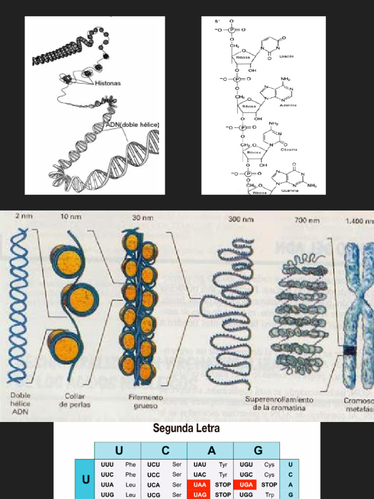 Codigo Genetico | PDF