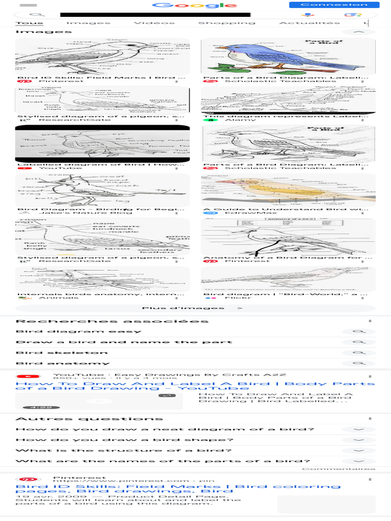 Bird Anatomy Diagram for Identification | PDF