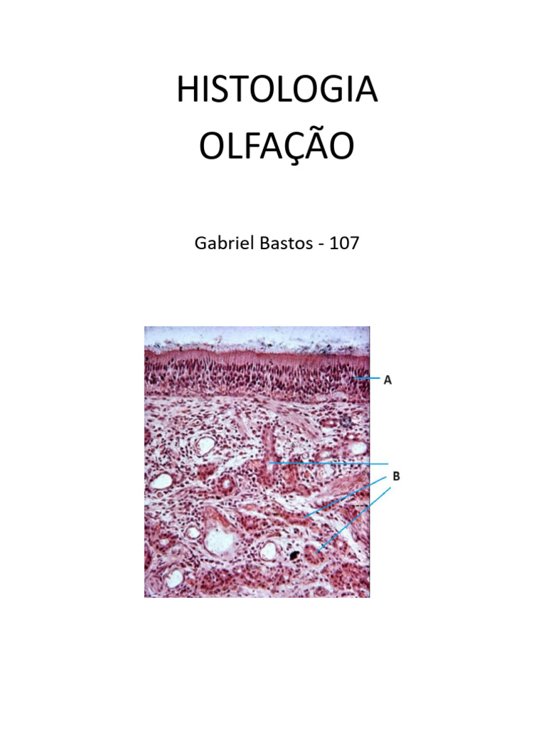 HISTO - OLFATÓRIO | PDF