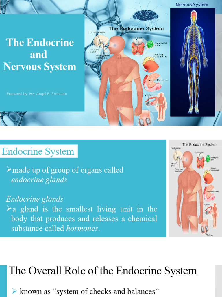 Endocrine and Nervous Dystem | PDF | Neuron | Endocrine System