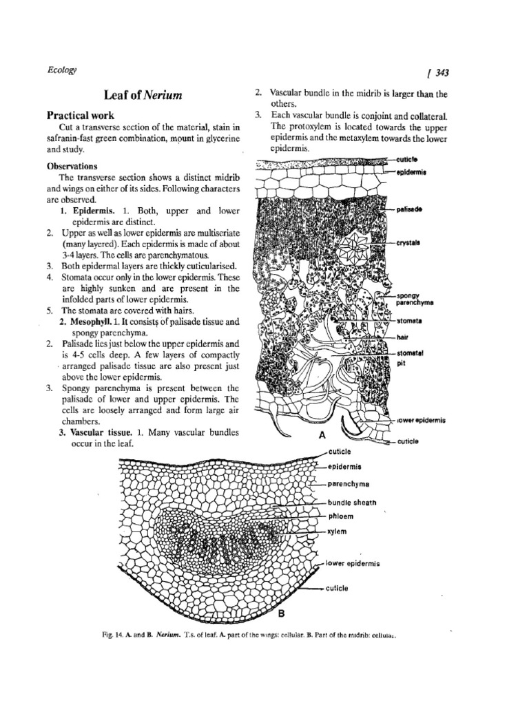 Nerium Leaf Pdf