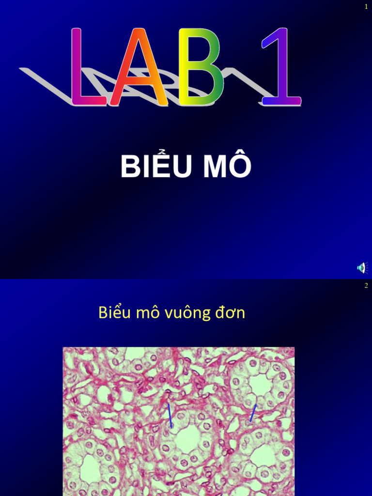 LAB 12 Biểu mô Mô liên kết 1 | PDF