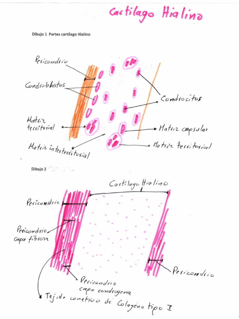 Ilustracion Cartilago Hialino | PDF
