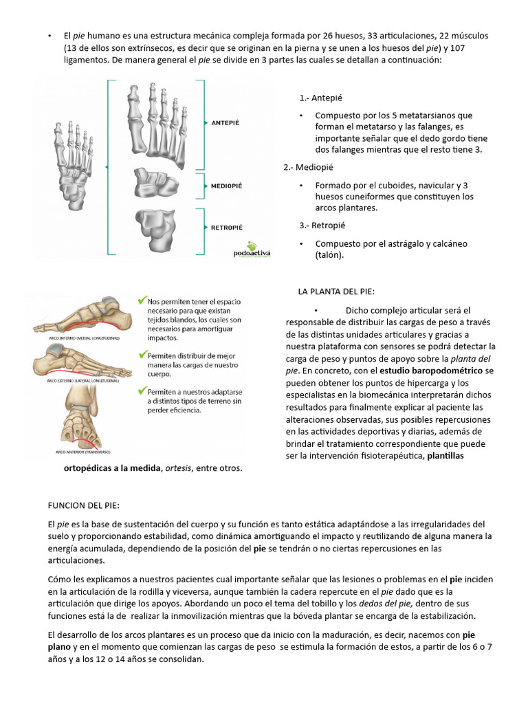 Diapositiva Semana 1 | PDF | Pie | Sistema musculoesquelético