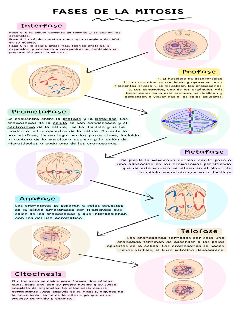 Fases De La Meiosis Y Características – VNMD