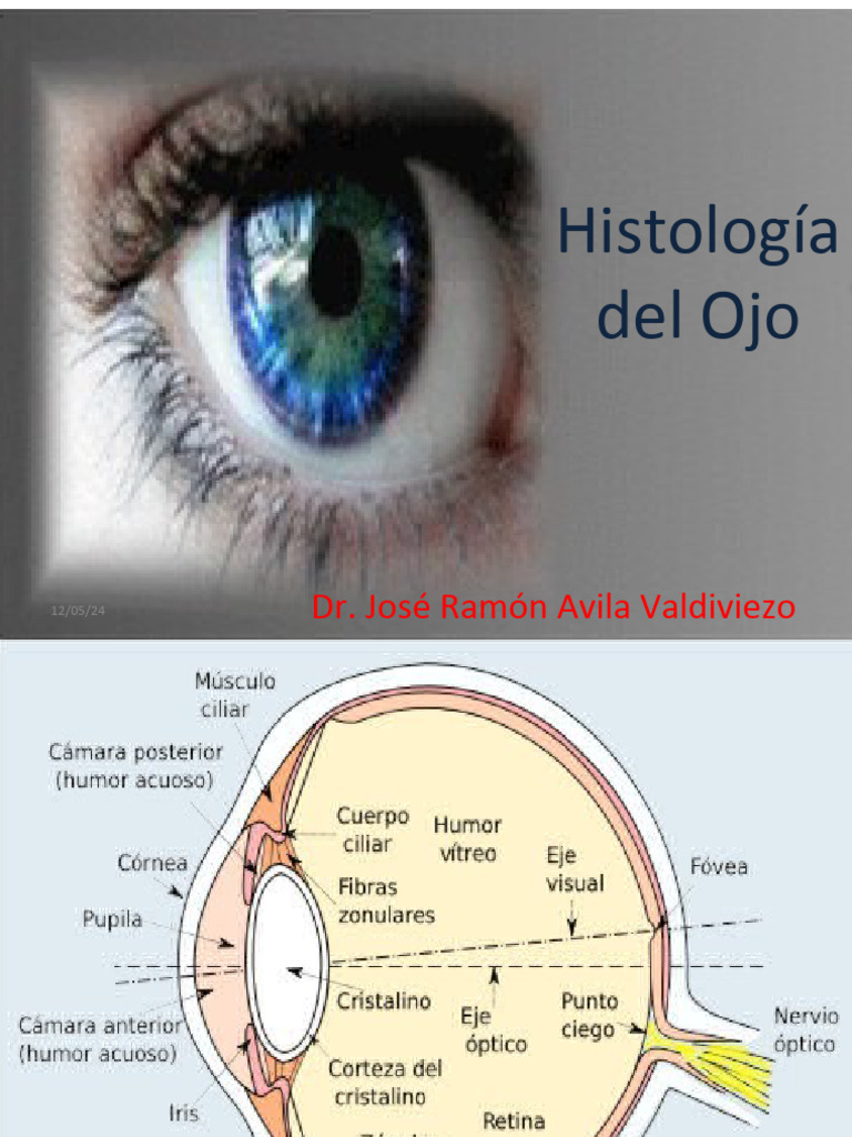 4 Ojo | PDF | Córnea | Epitelio