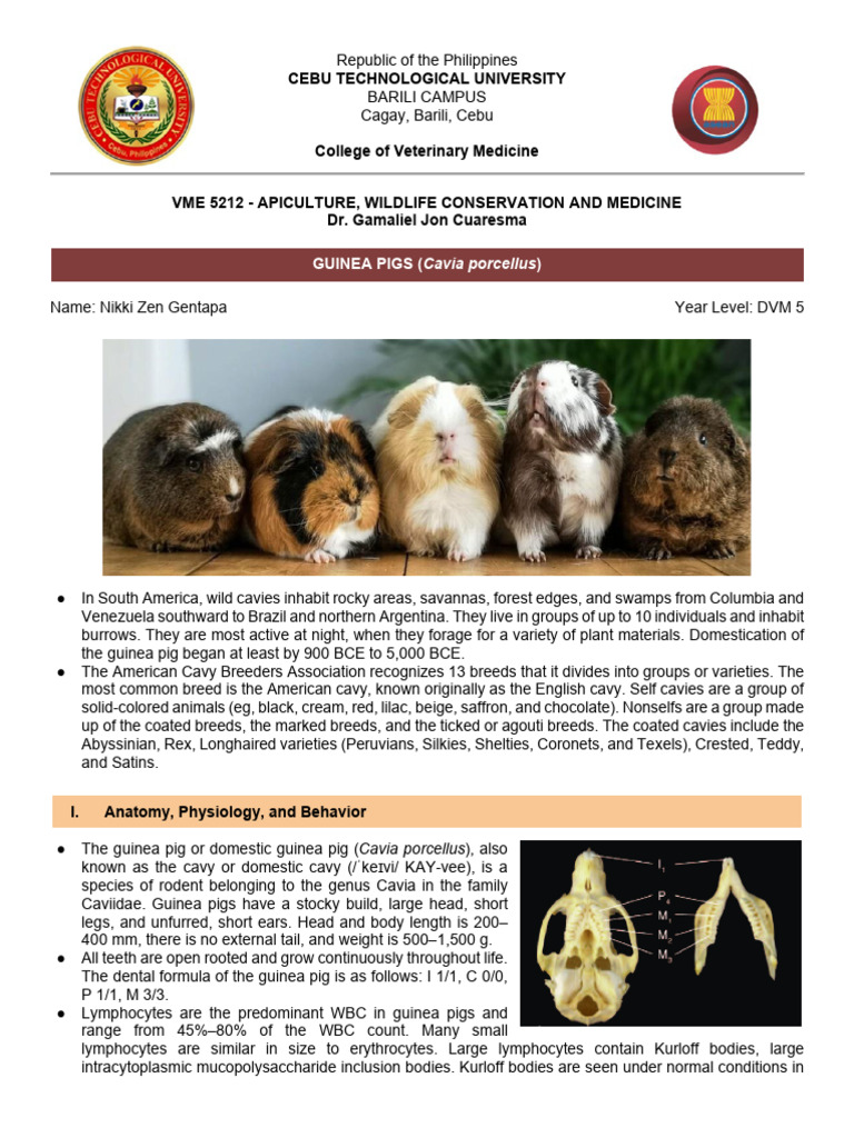 GUINEA-PIGS-GENTAPA | PDF | Guinea Pig | Pneumonia