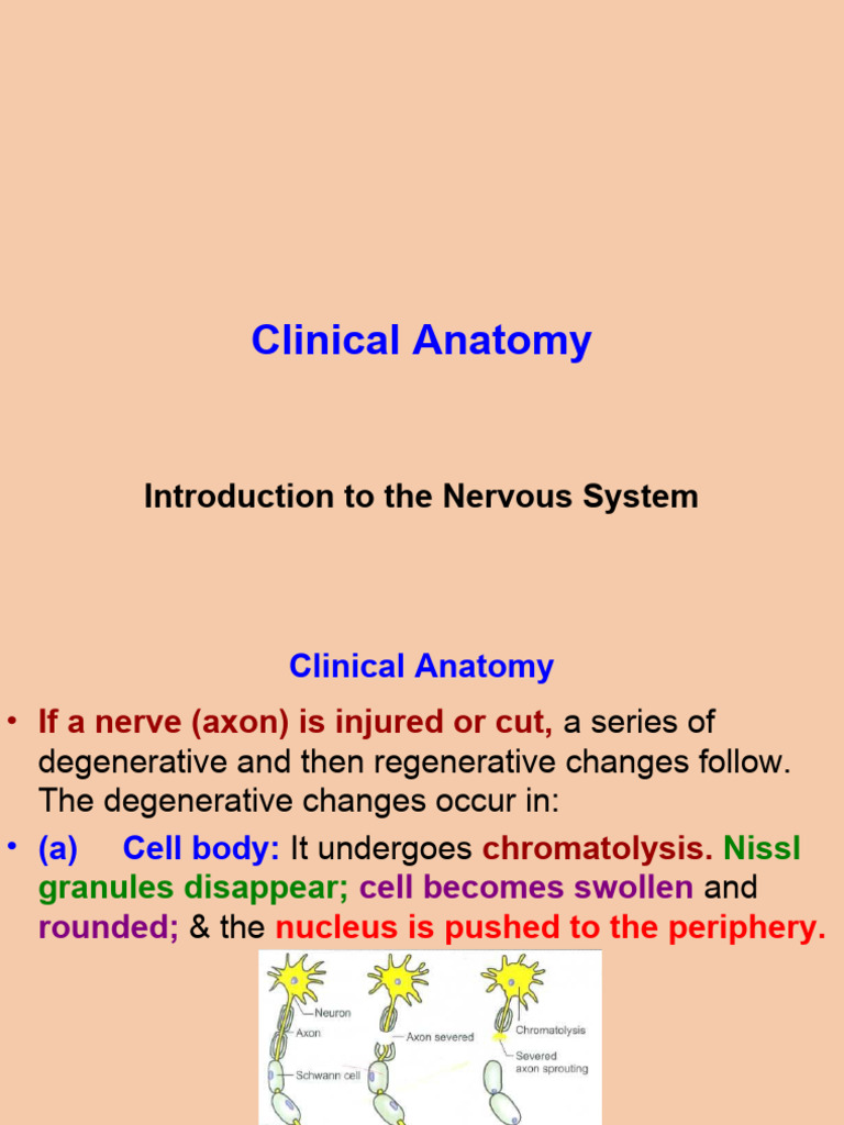 Meninges & CSF | PDF | Cerebrospinal Fluid | Axon