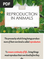 Dolphin Life Cycle | PDF | Mammals | Biology