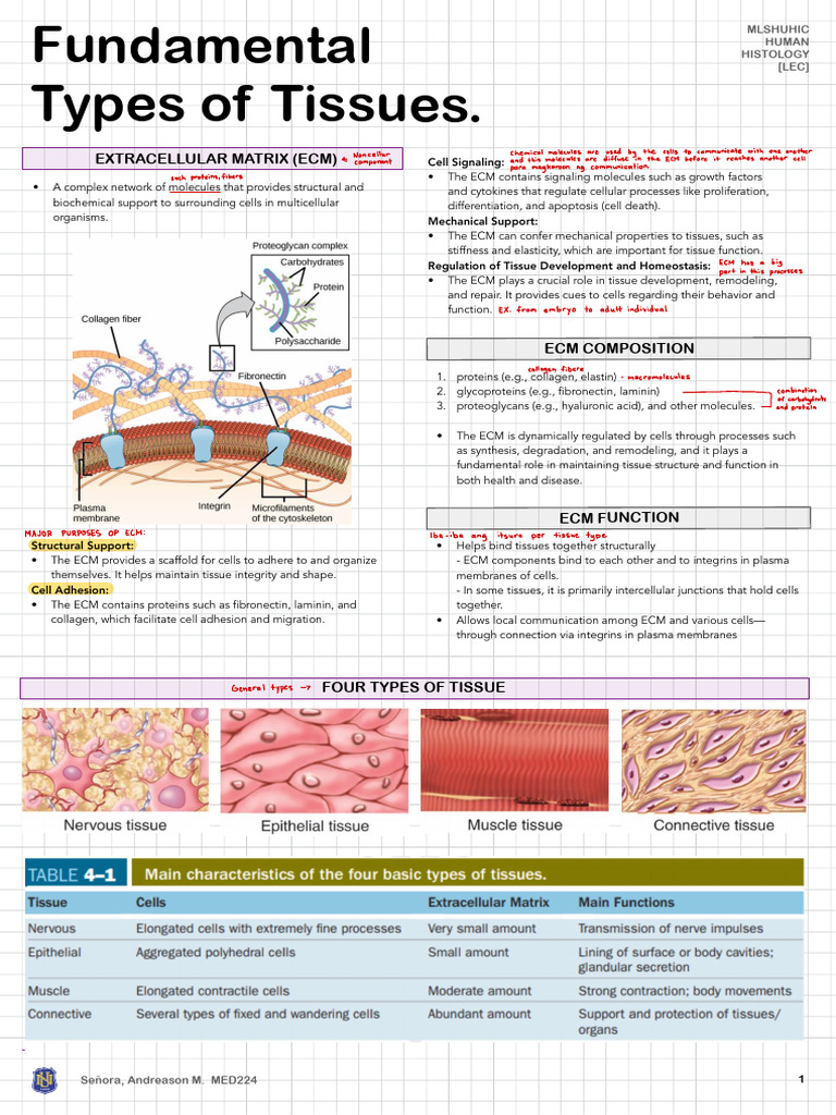 MLSHUHIC - Lesson 2 - Fundamental Types of Tissues | PDF | Epithelium ...