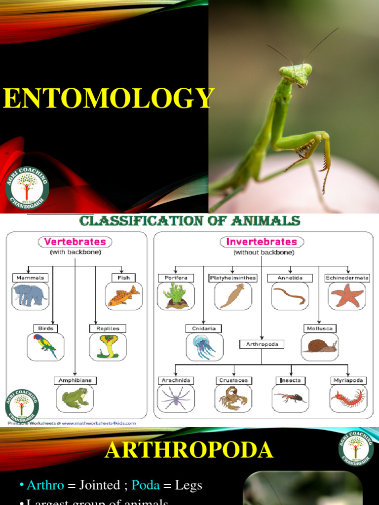 1 - Ientomology Ntroduction | PDF | Insects | Arthropods 1 - Ientomology Ntroduction | PDF | Insects | Arthropods