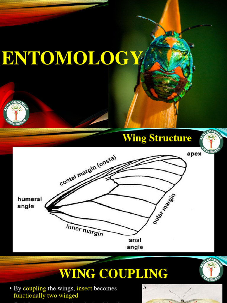 3 - Thorex and Abdomen | PDF | Insects | Hexapoda