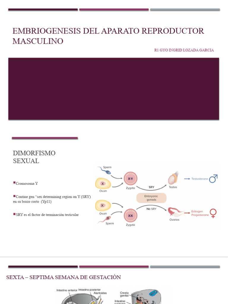 Embriogénesis del Aparato Reproductor Masculino | PDF | Testículo ...